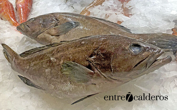 Los pescados de Canarias: el Cherne